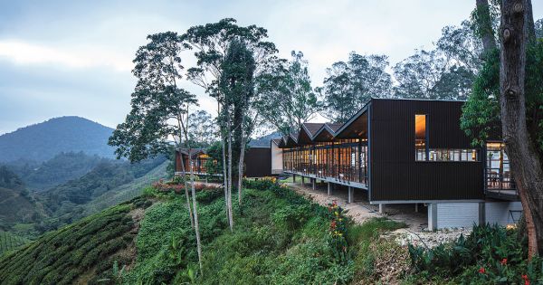 ZLG Design Conceptualises An Extension To The Well-Loved BOH Tea Centre